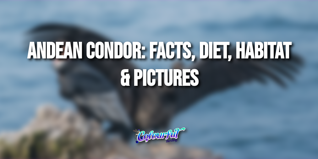 Andean Condor: Facts, Diet, Habitat & Pictures - Colourful Birding