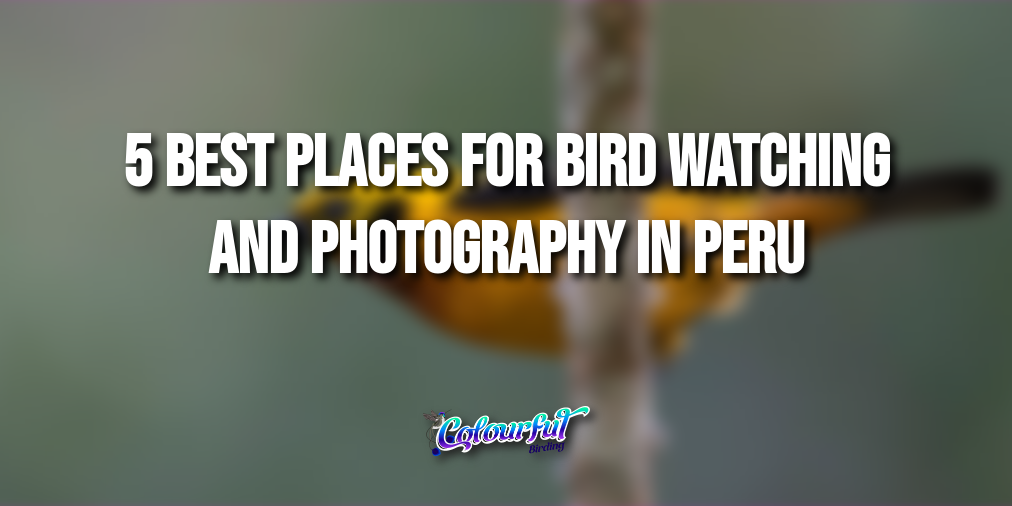 5 Best places fo bird watching in Peru - Colourful Birding