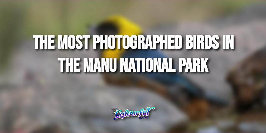 Photographed birds in the Manu National Park - Colourful Birding