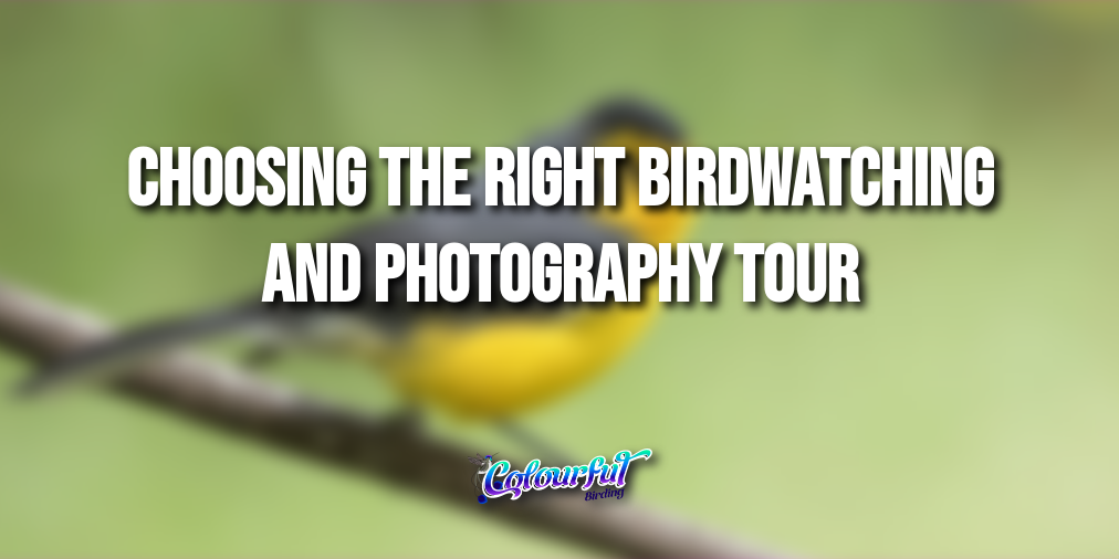 Choosing the Right Birdwatching and Photography Tour - Colourful Birding