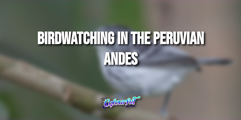 Birdwatching in the Peruvian Andes - Colourful Birding