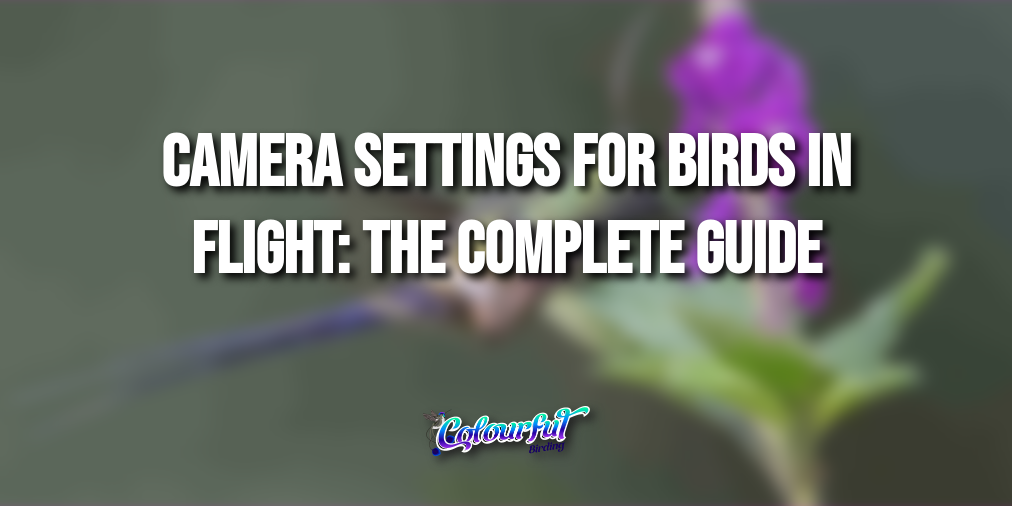 Camera settings for birds in flight: the complete guide | Colourful Birding