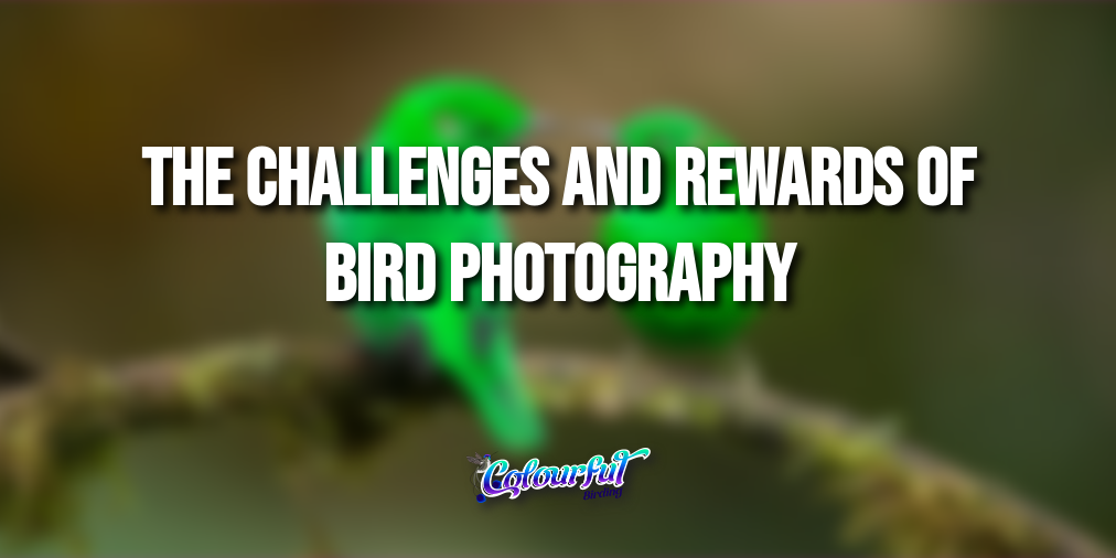 The Challenges and Rewards of Bird Photography - Colourful Birding