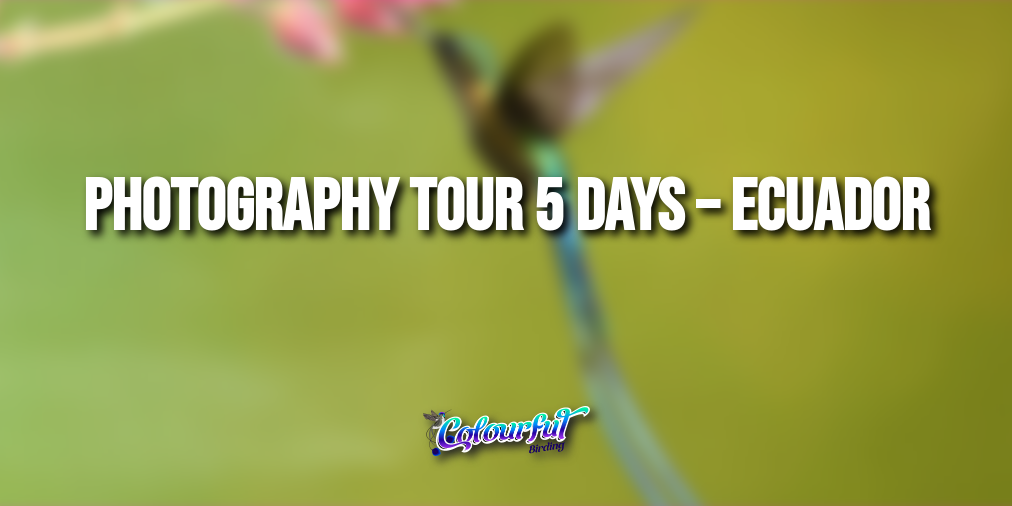 Photography tour 5 days - Ecuador - Colourful Birding