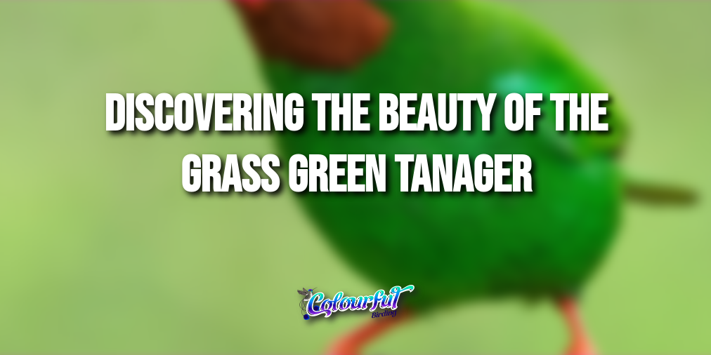 Discovering the Beauty of the Grass Green Tanager - Colourful Birding