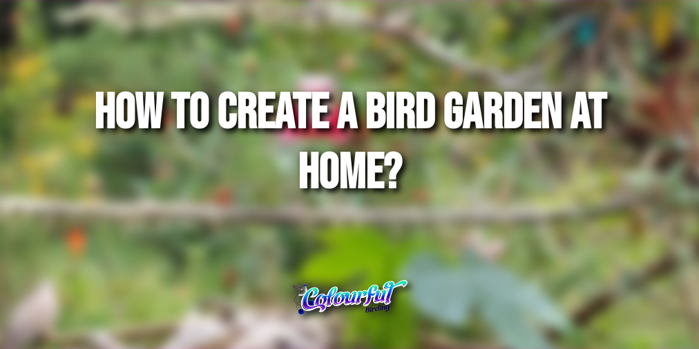How to Create a Bird Garden at Home? - Colourful Birding