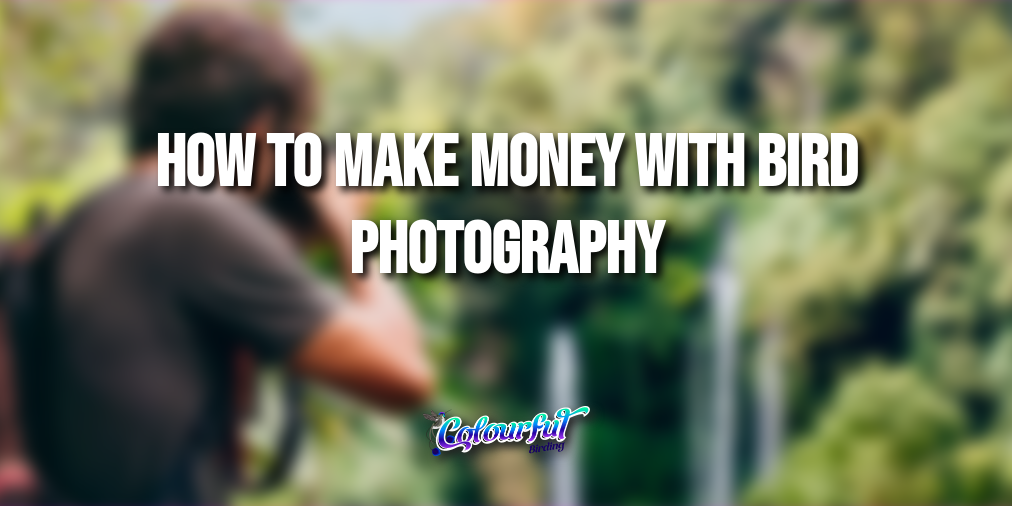 How to Make Money with Bird Photography - Colourful Birding