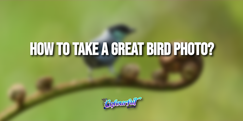 How to take a great bird photo? - Colourful Birding