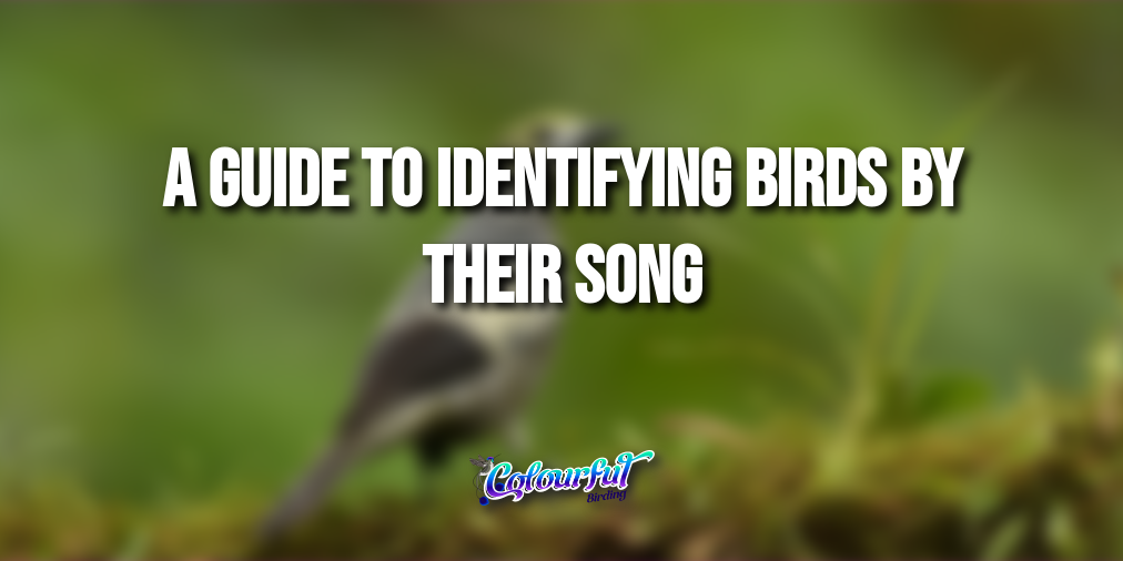 A Guide to Identifying Birds by Their Song - Colourful Birding
