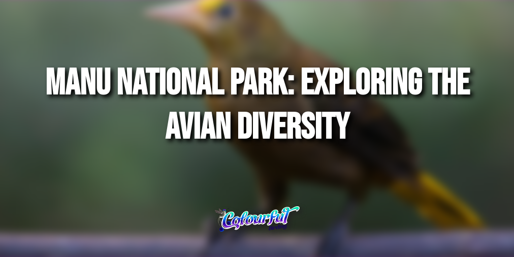 Manu National Park: Exploring the Avian Diversity | Colourful Birding