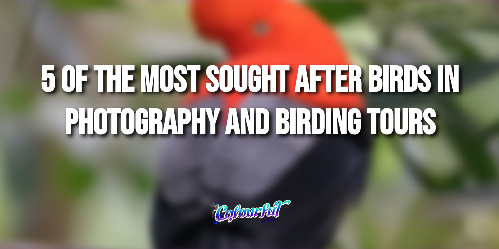 5 of the Most Sought After Birds in Photography and Birding Tours ...