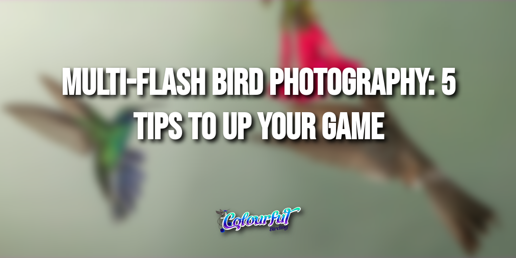 Multi-Flash Bird Photography: 5 Tips to Up Your Game - Colourful Birding