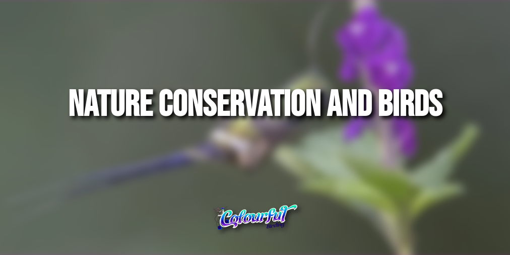 Nature Conservation and Birds - Colourful Birding