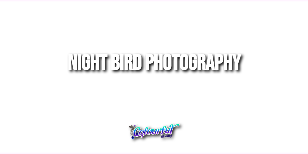 Night Bird Photography - Colourful Birding