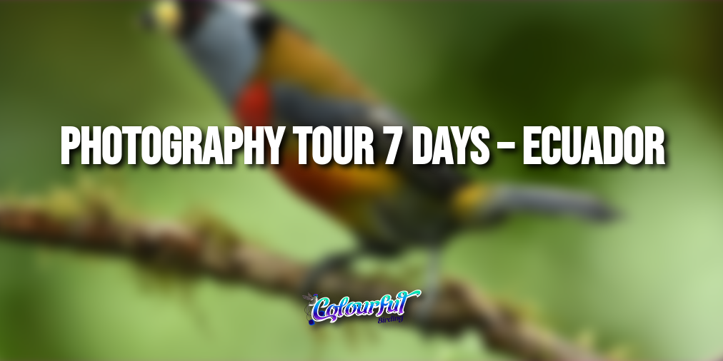 Photography tour 7 days - Ecuador - Colourful Birding