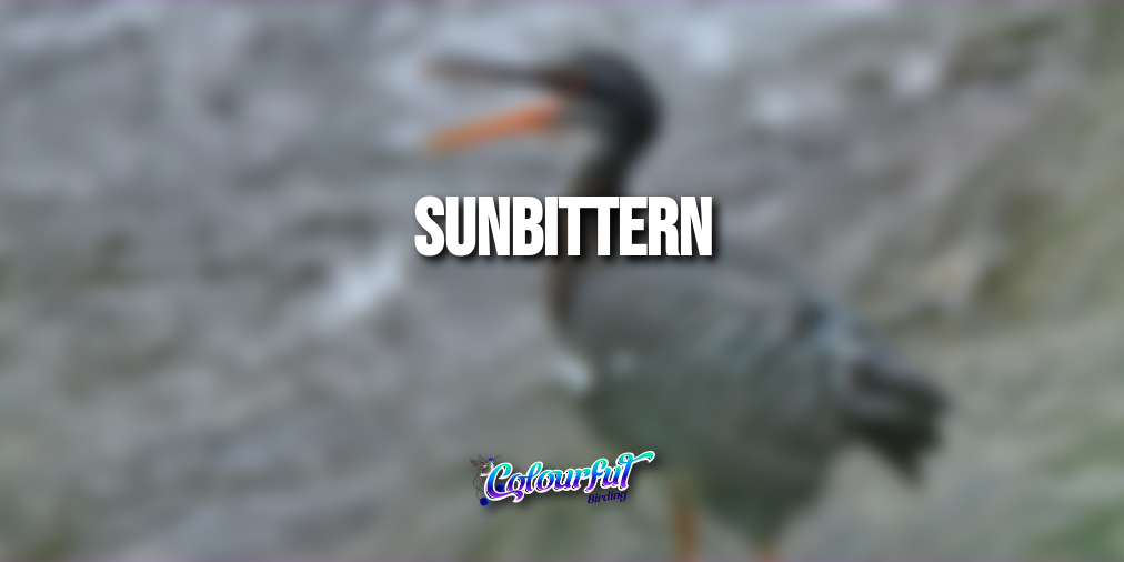 Sunbittern - Colourful Birding