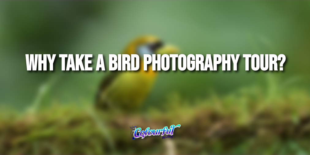 Why Take a Bird Photography Tour? - Colourful Birding