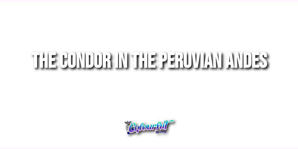 The Condor in the Peruvian Andes - Colourful Birding