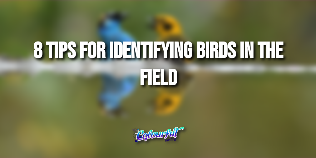 8 Tips for Identifying Birds in the Field - Colourful Birding