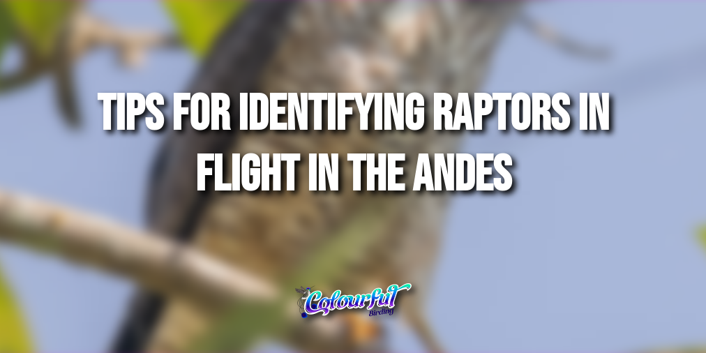 Tips for Identifying Raptors in Flight in the Andes - Colourful Birding