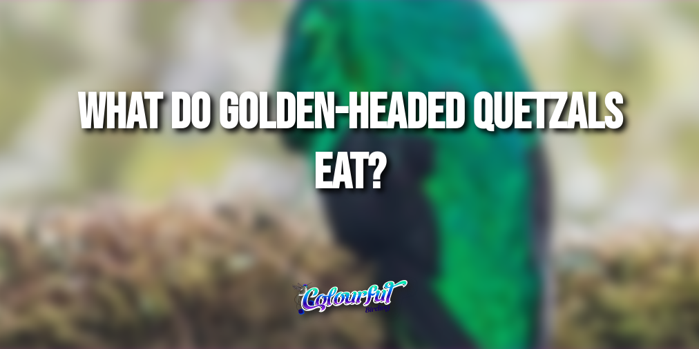 What do golden-headed quetzals eat? | Colourful Birding